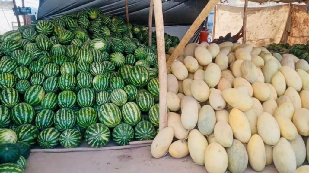 Afghanistan exports over 440 tons of melons in six months | Amu TV